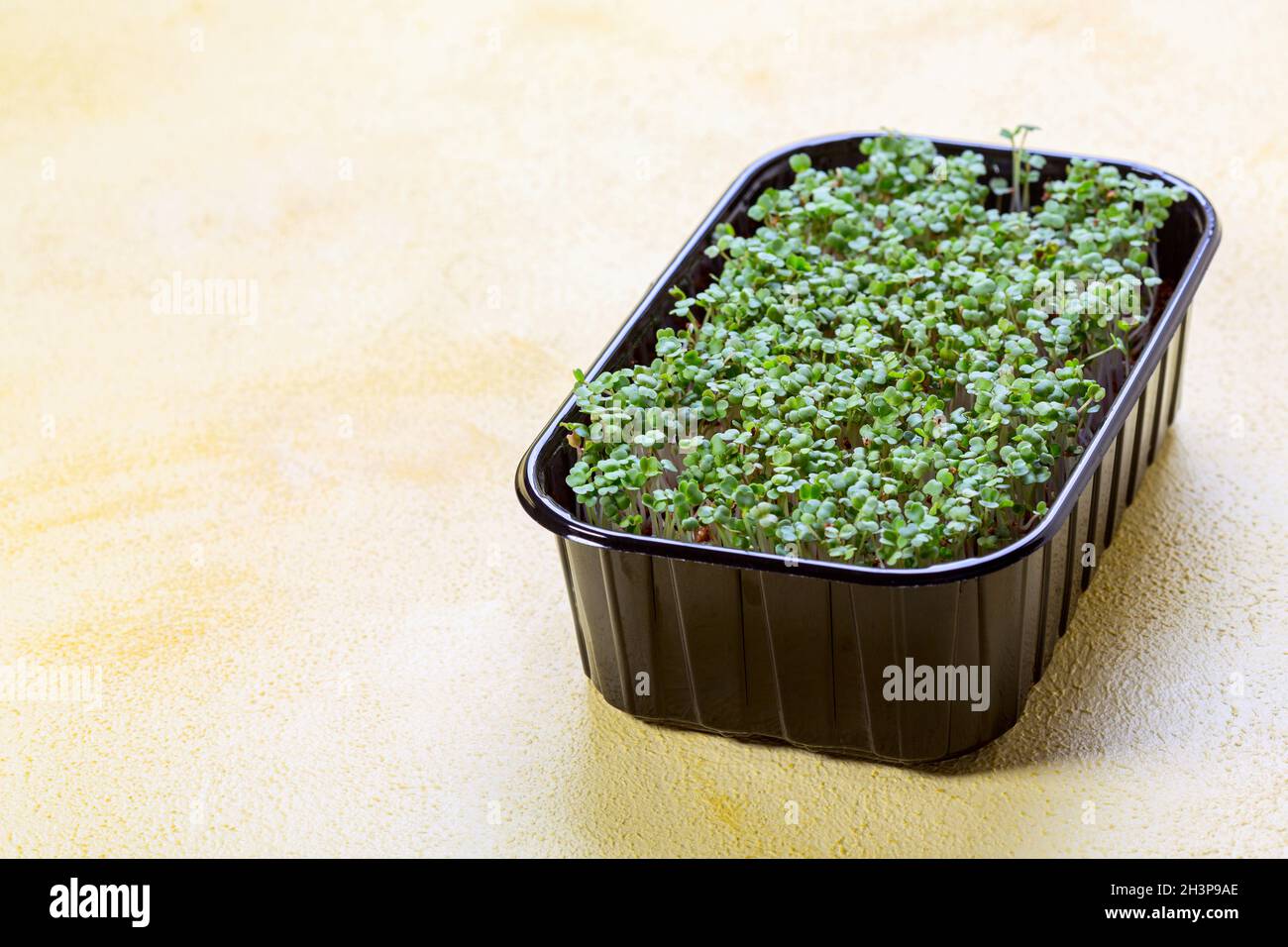 Green sprouts grow in a black container Stock Photo - Alamy