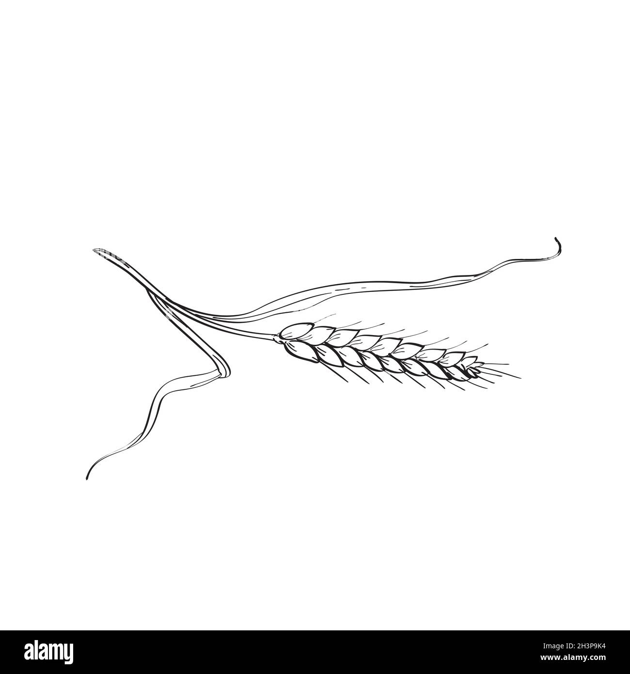 Stalk of Belgian Wheat Line Art Drawing Black and White Stock Photo - Alamy