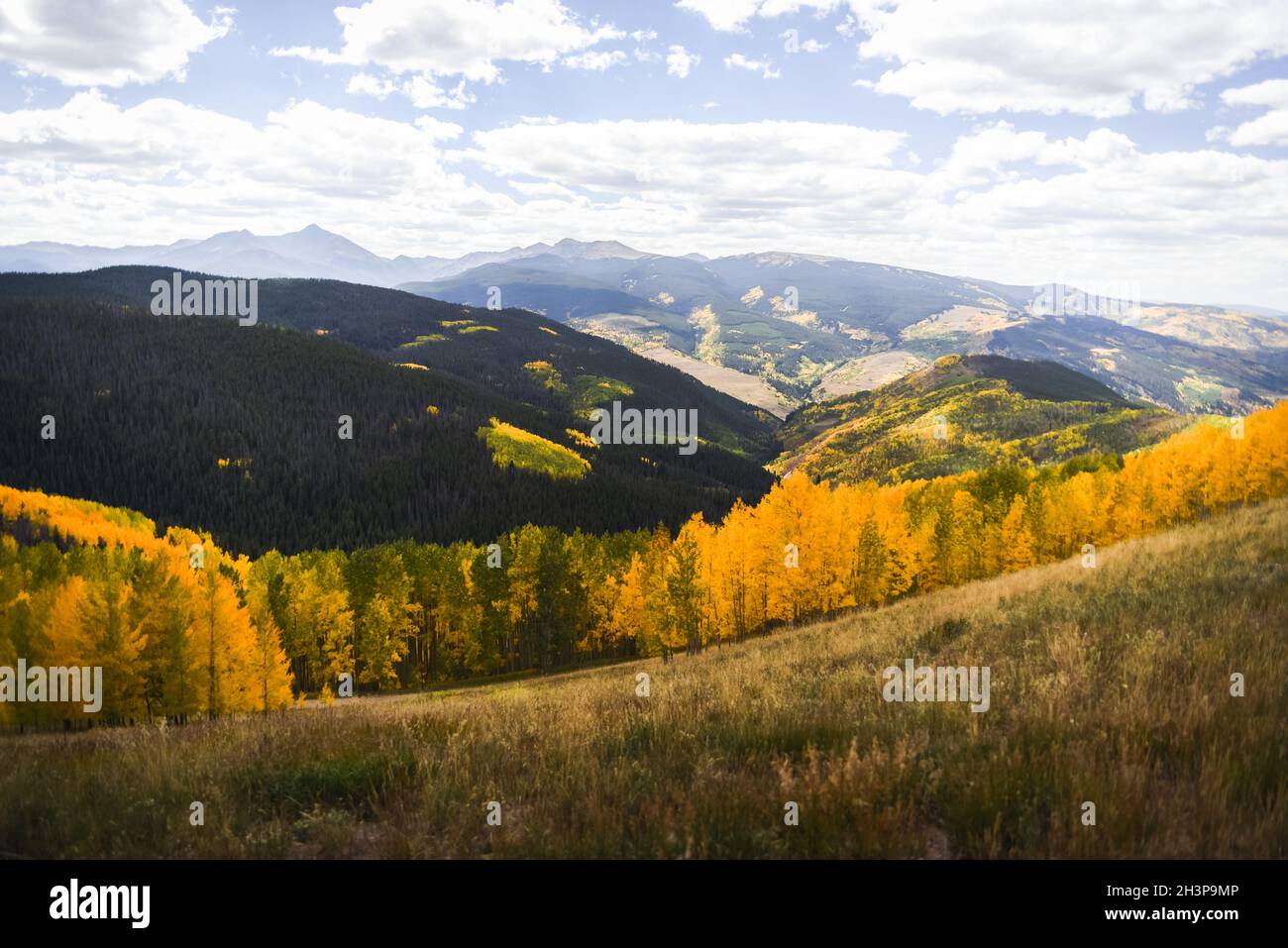 Fall foliage on Vail Mountain in Vail, Colorado Stock Photo - Alamy