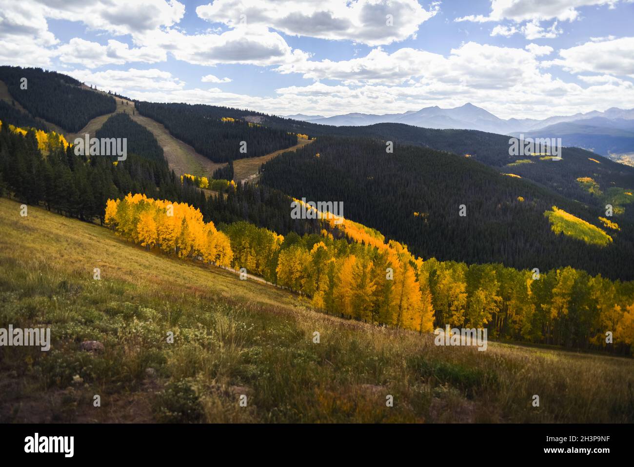 Fall foliage on Vail Mountain in Vail, Colorado Stock Photo - Alamy
