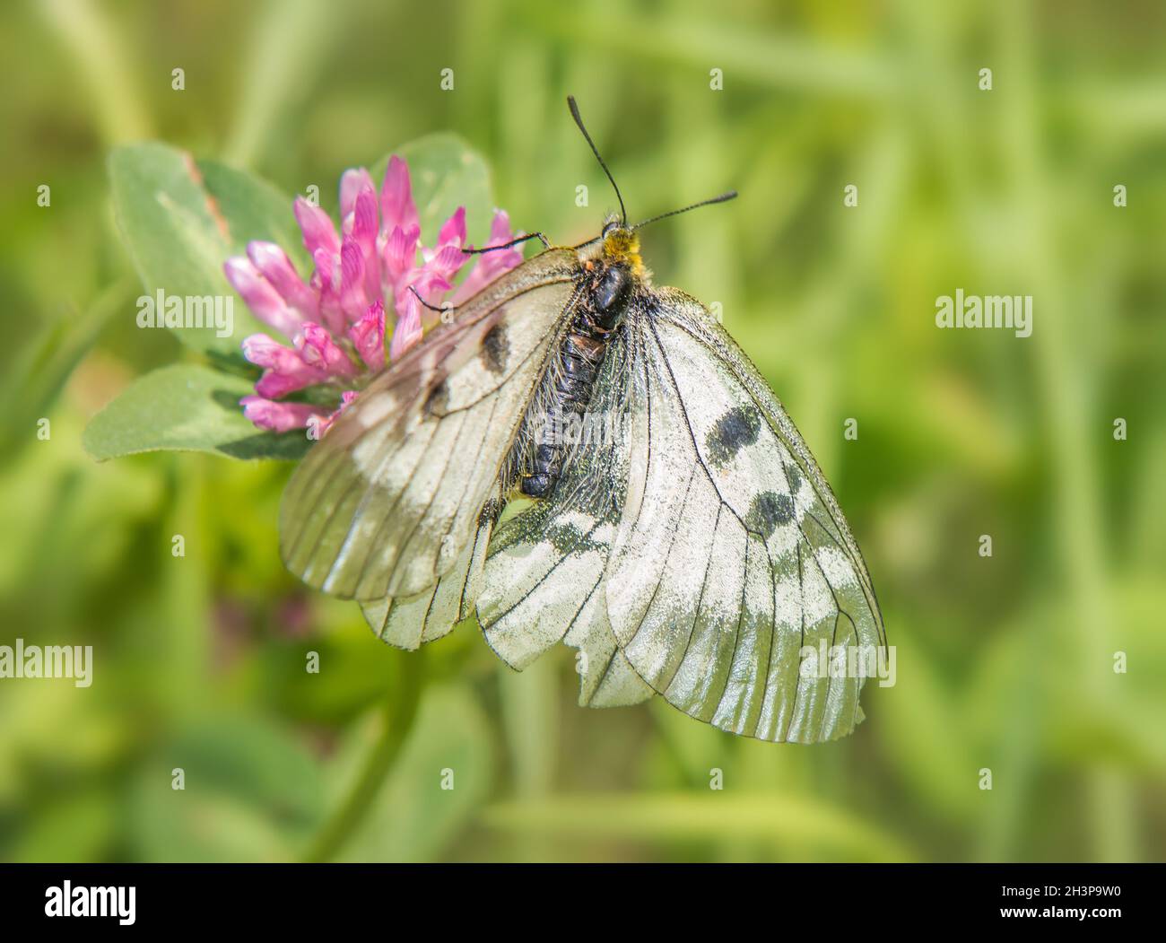 Clouded Apollo 'Parnassius mnemosyne' Stock Photo - Alamy
