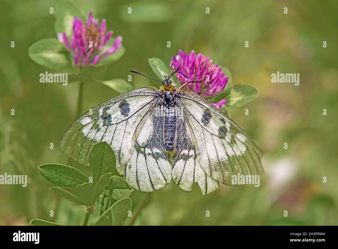 Clouded Apollo 'Parnassius mnemosyne' Stock Photo - Alamy