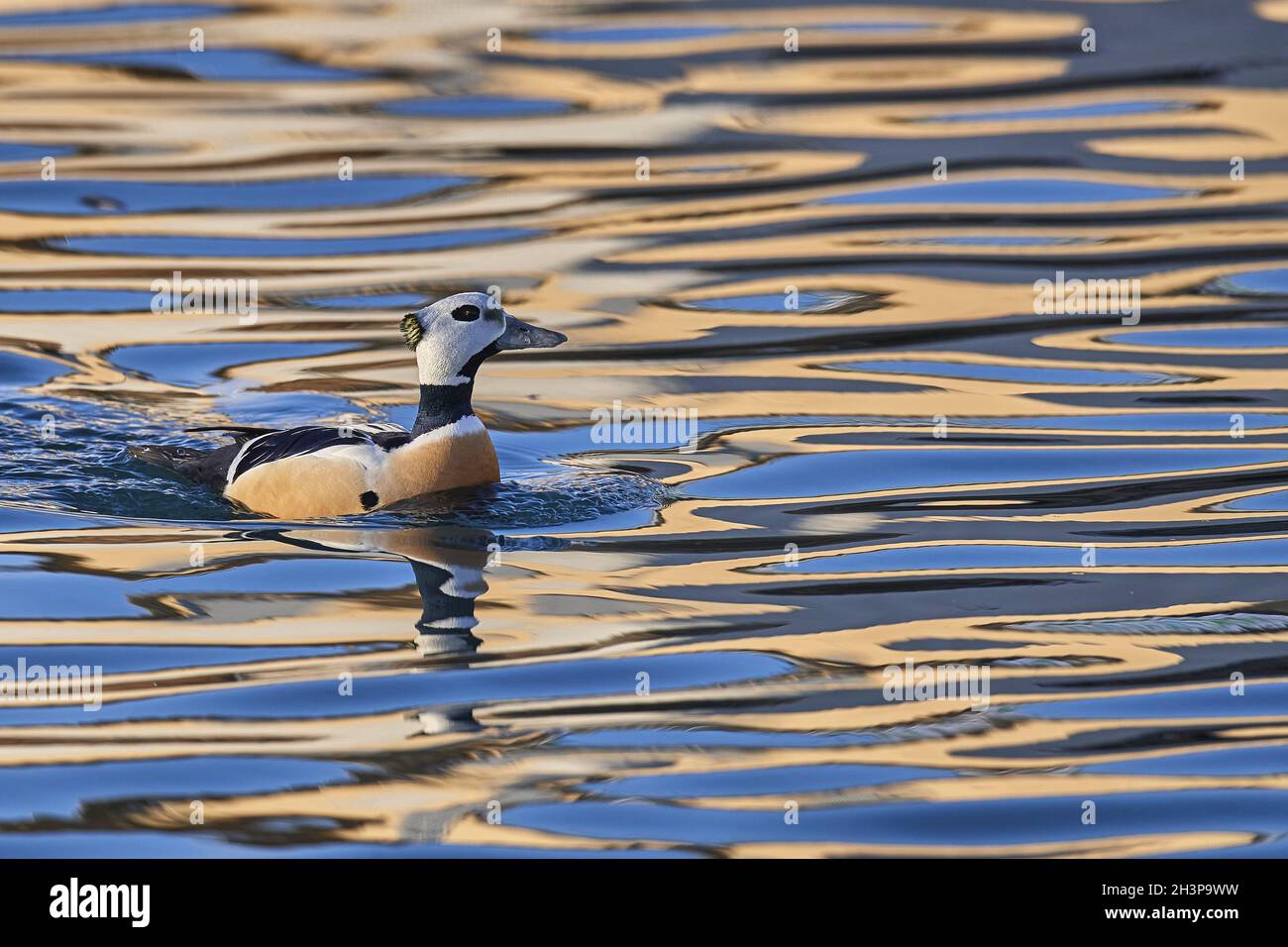 Pinto duck hi-res stock photography and images - Alamy