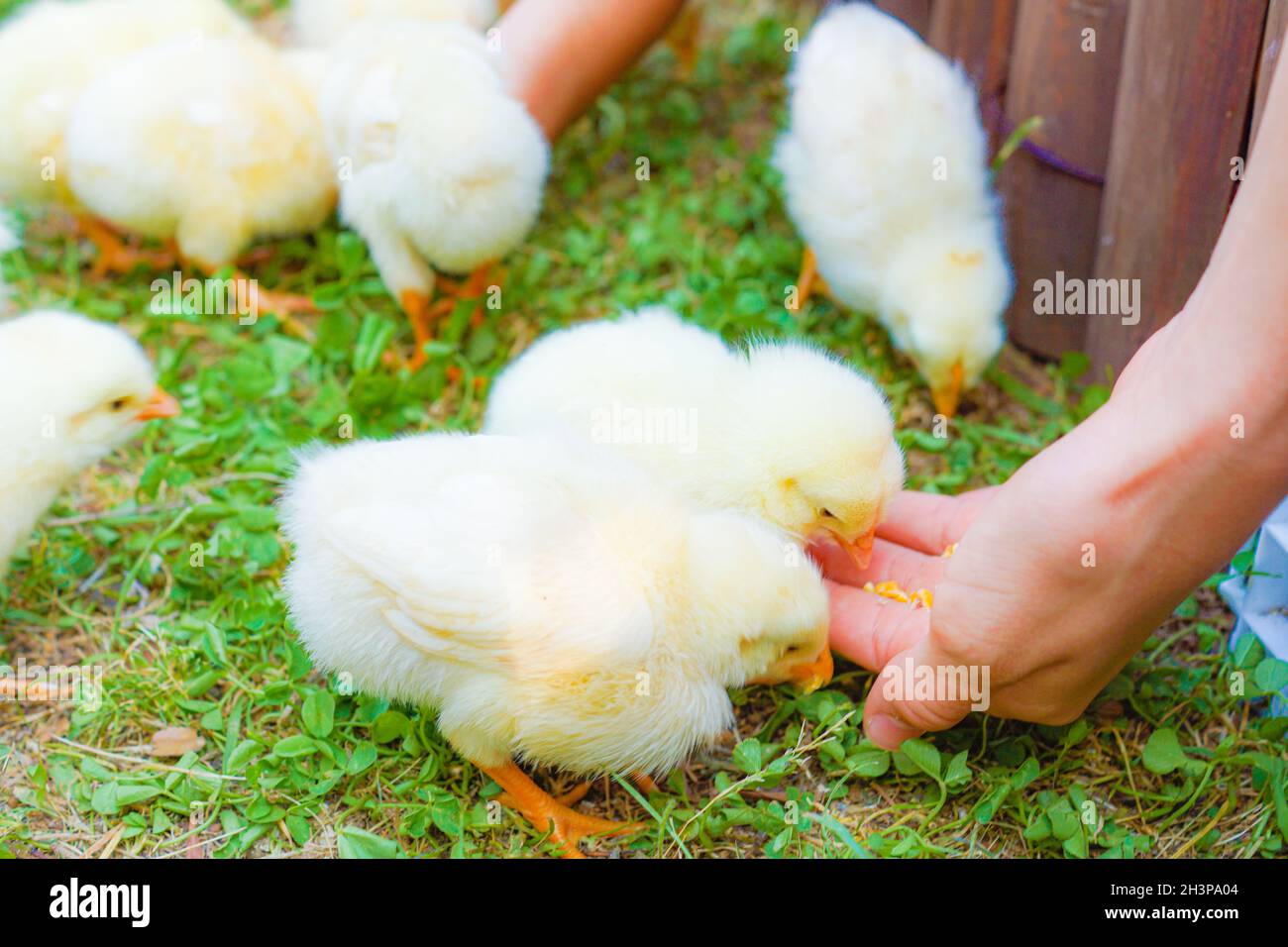 Cute a lot of chicks Stock Photo - Alamy