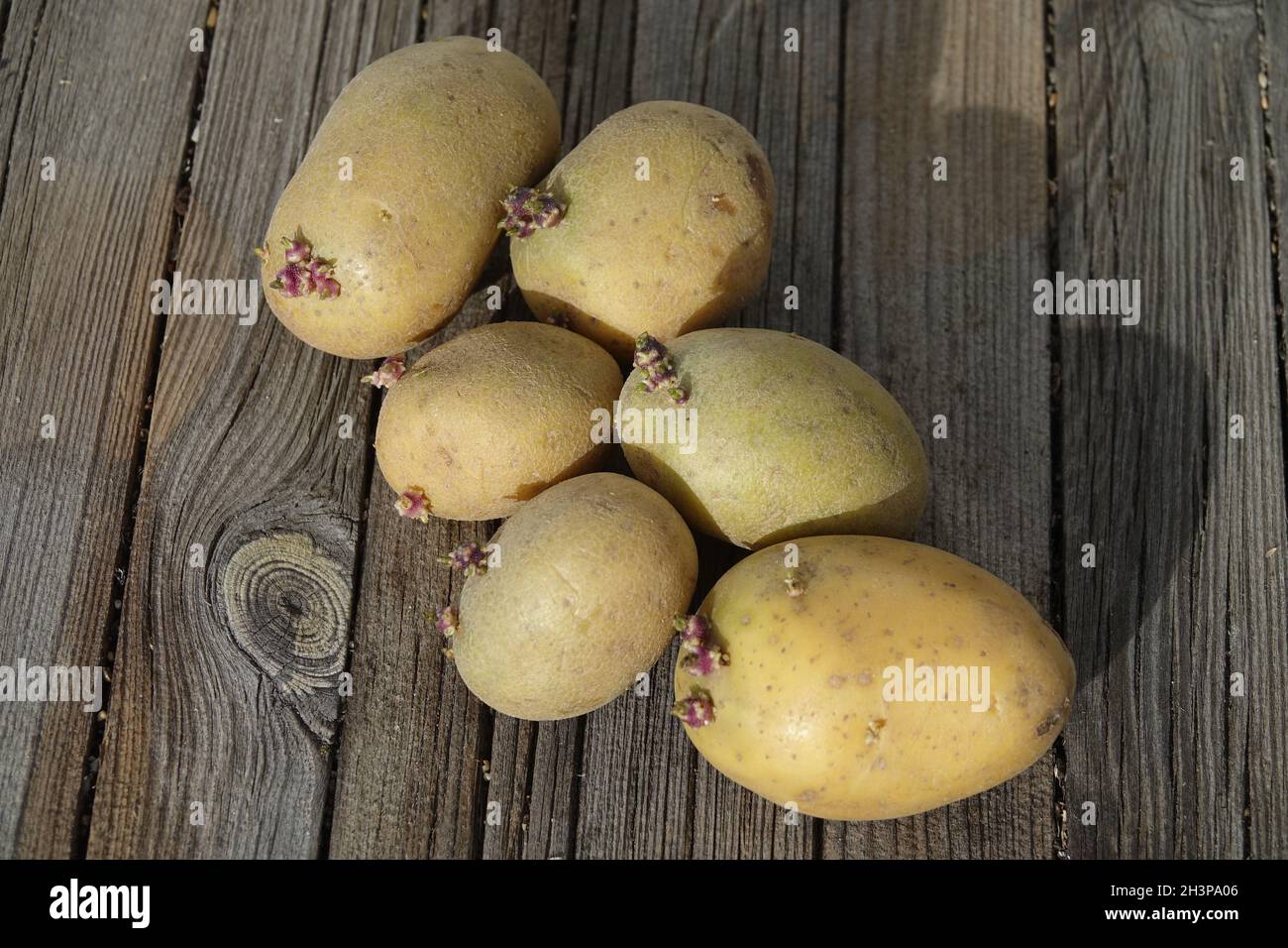 Solanum tuberosum, potato, buds Stock Photo - Alamy