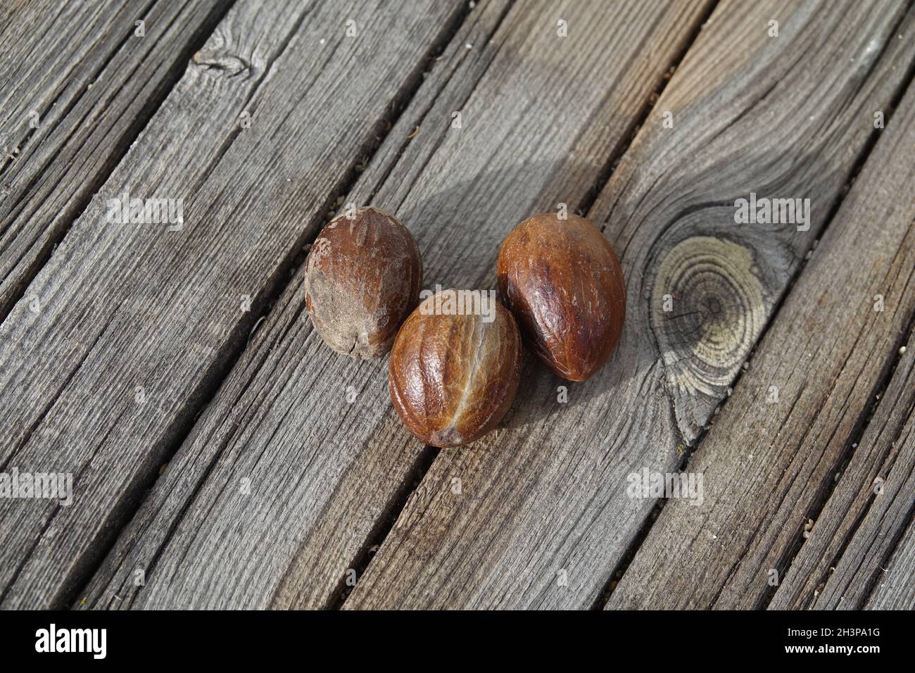 Myristica hi-res stock photography and images - Alamy