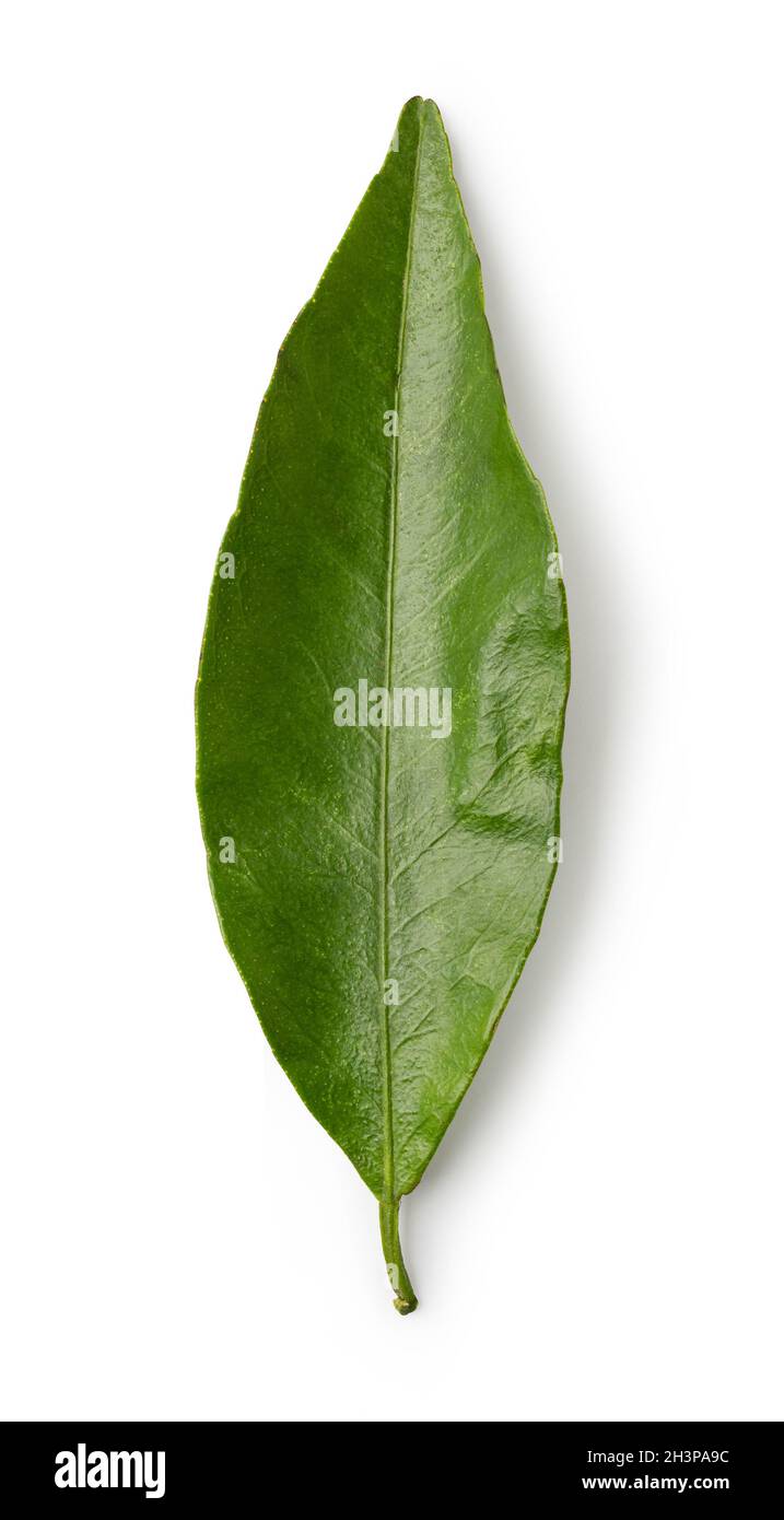 Mandarin leaf isolated on a white background Stock Photo - Alamy