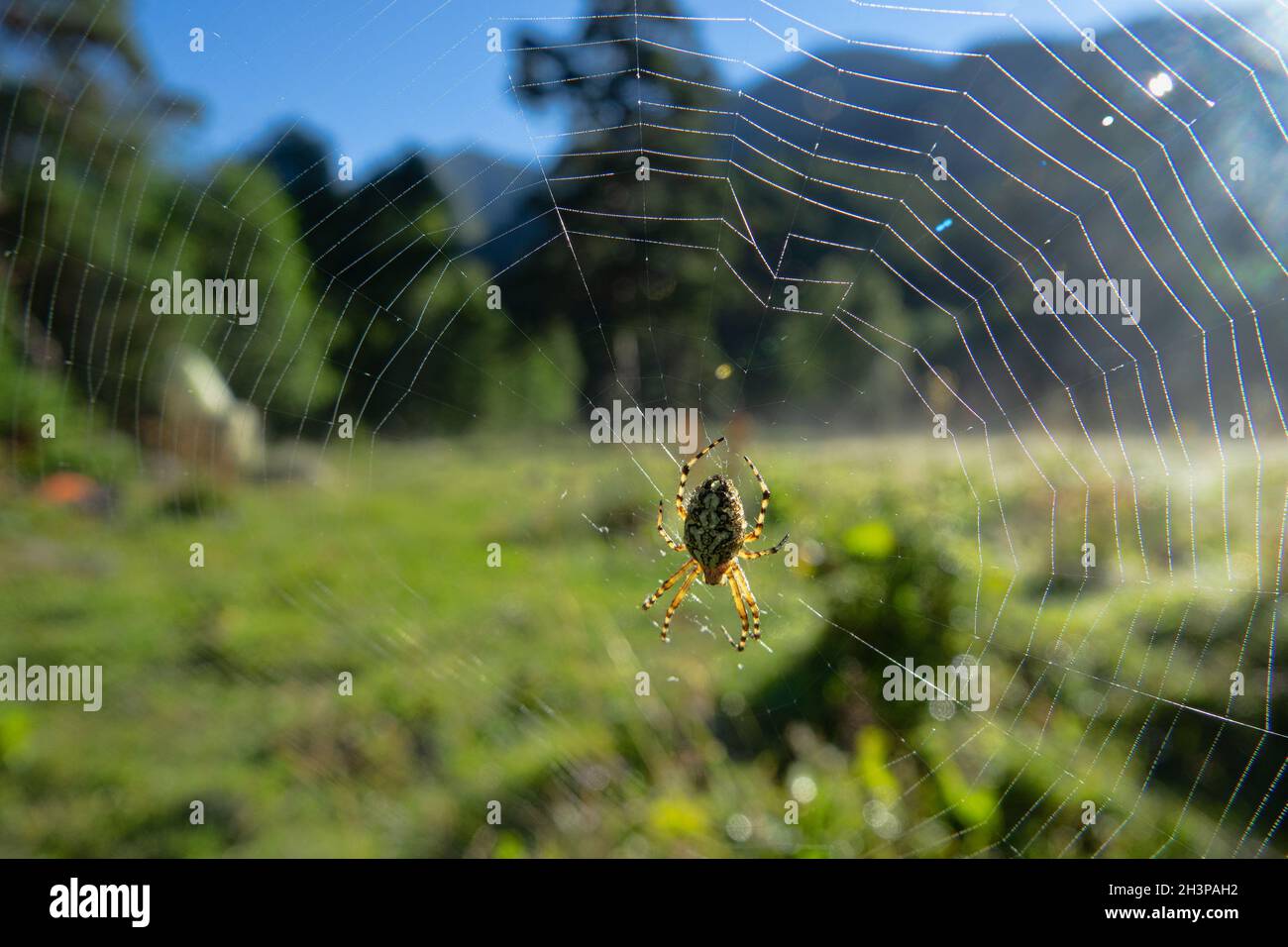 Sunlight through spider web hi-res stock photography and images - Alamy