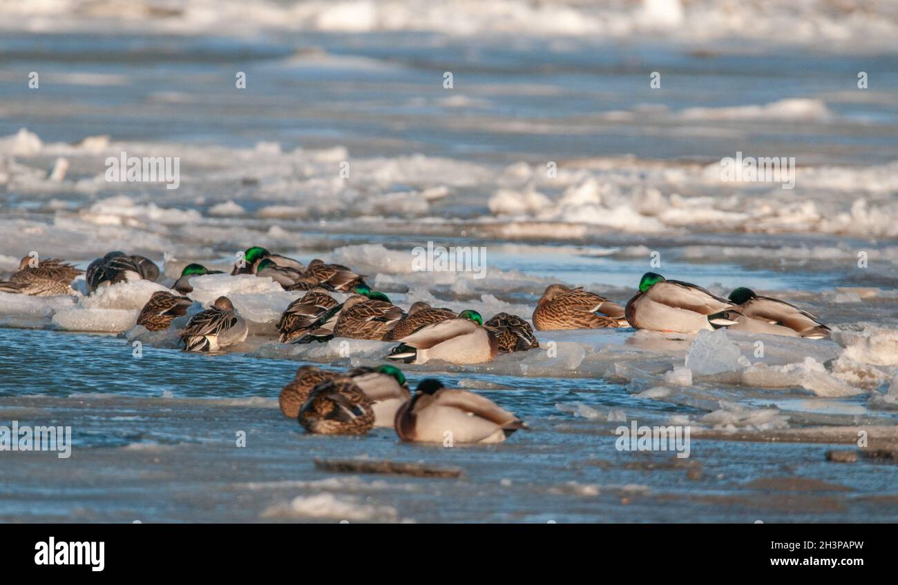 Frost stick hi-res stock photography and images - Alamy