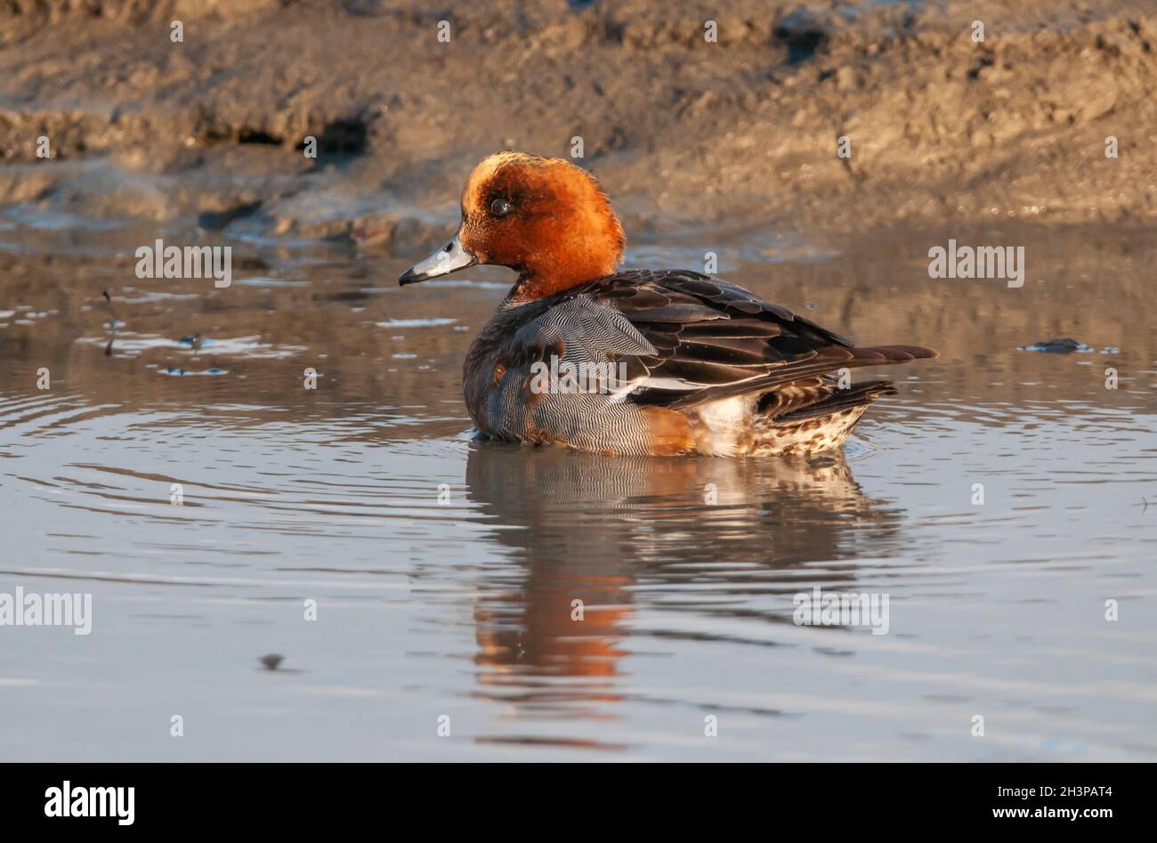 Wigeon duck hi-res stock photography and images - Alamy