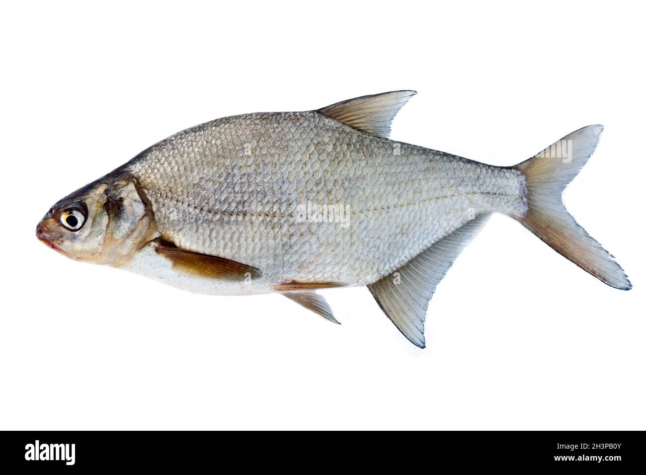 Fish bream in white Stock Photo - Alamy