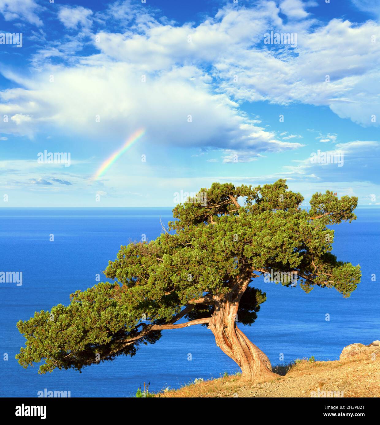 Juniper tree, sea and rainbow Stock Photo - Alamy
