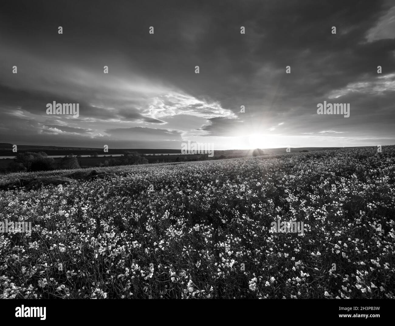 Grayscale. Spring rapeseed yellow fields, cloudy sunset evening sky ...