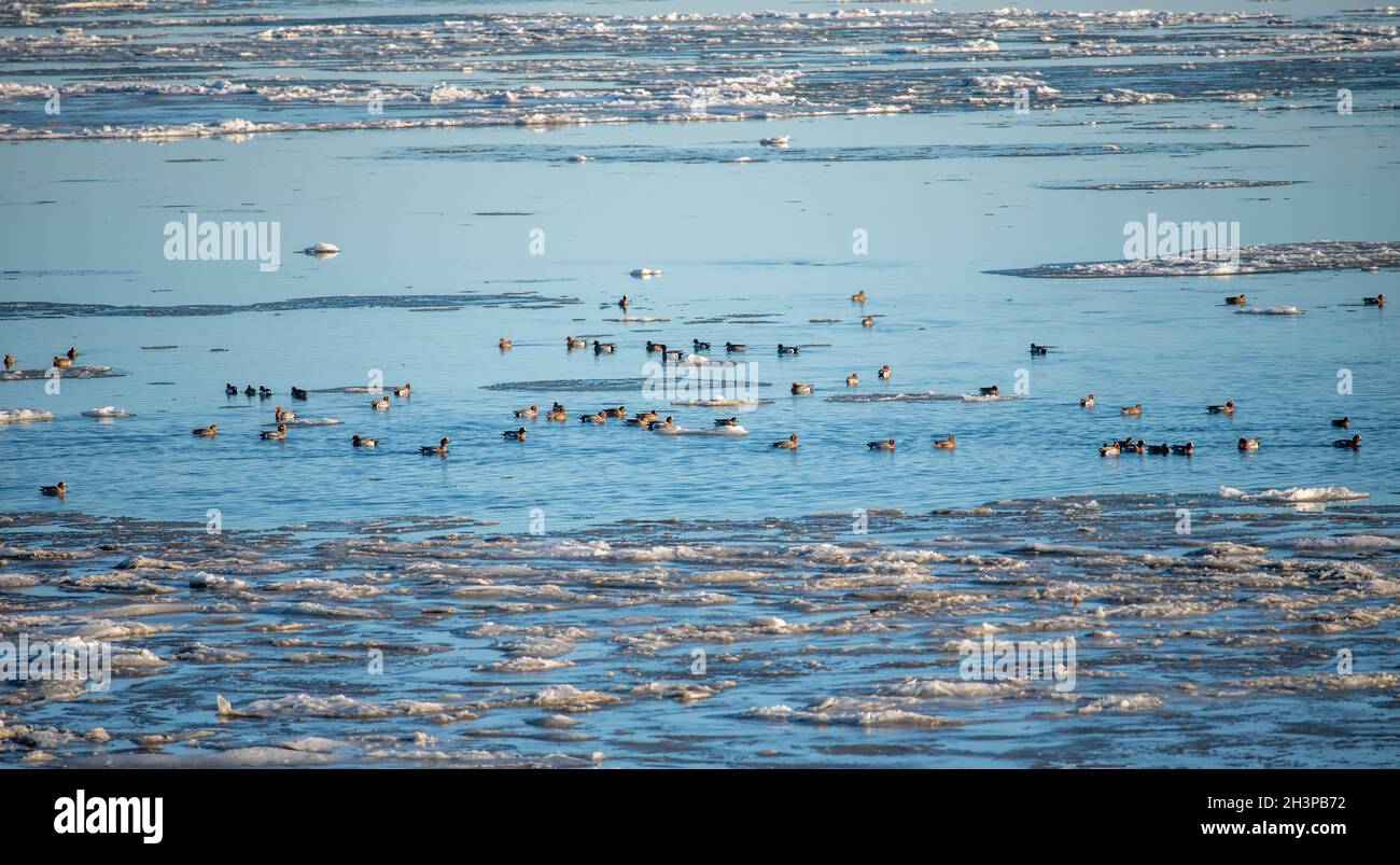 Duck birds hi-res stock photography and images - Alamy