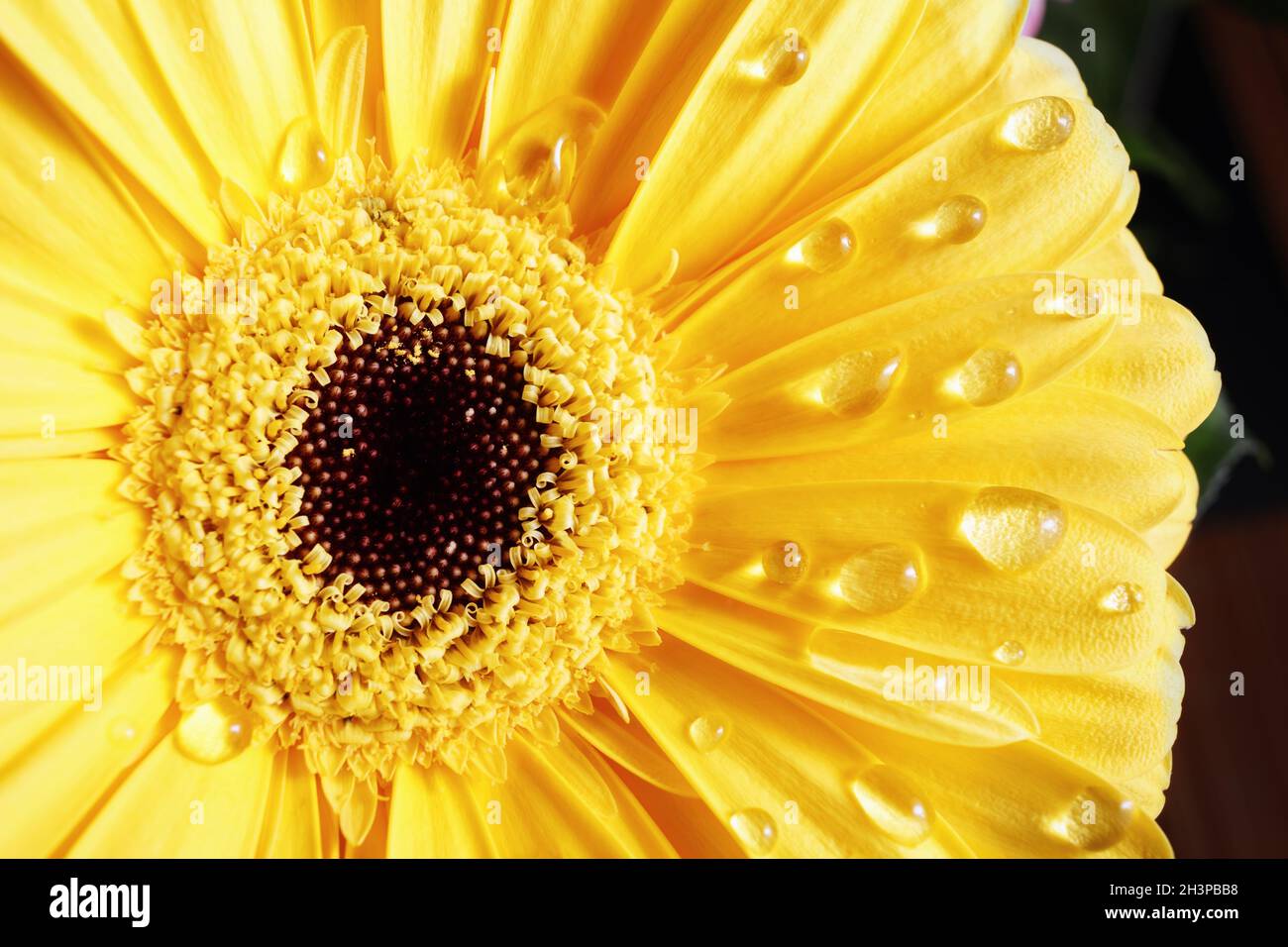 Gerbera flower background march hi-res stock photography and images - Alamy