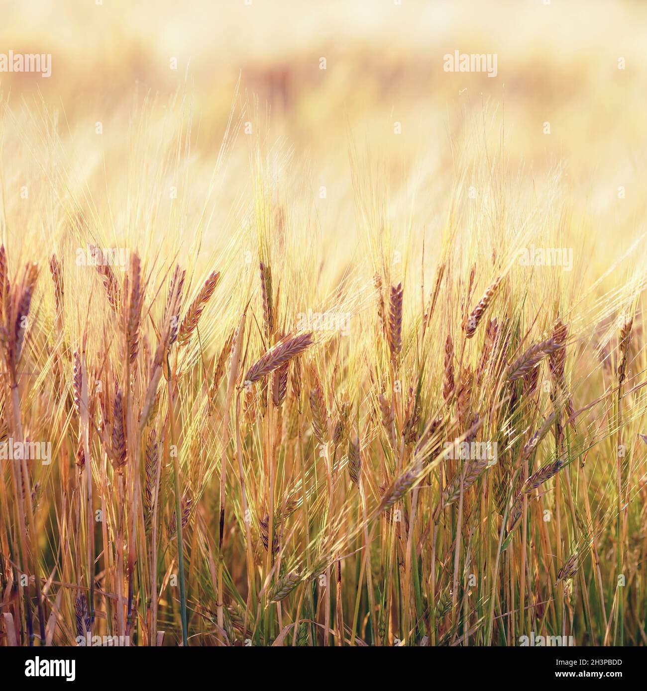 Wheat ears autumn landscape hi-res stock photography and images - Alamy
