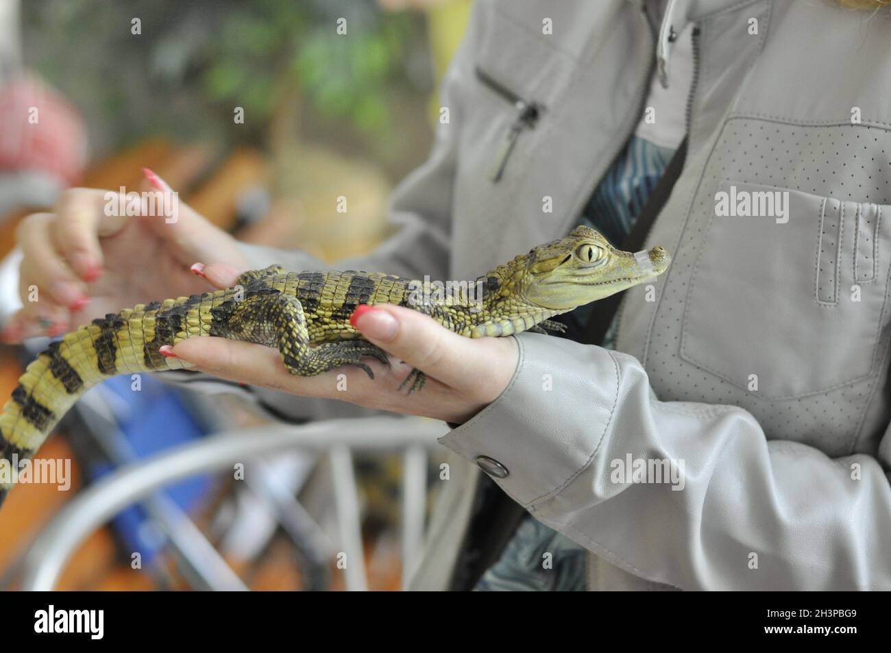 A small crocodile in the hands of a child Stock Photo - Alamy