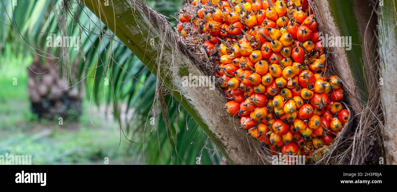 Diesel production hi-res stock photography and images - Alamy