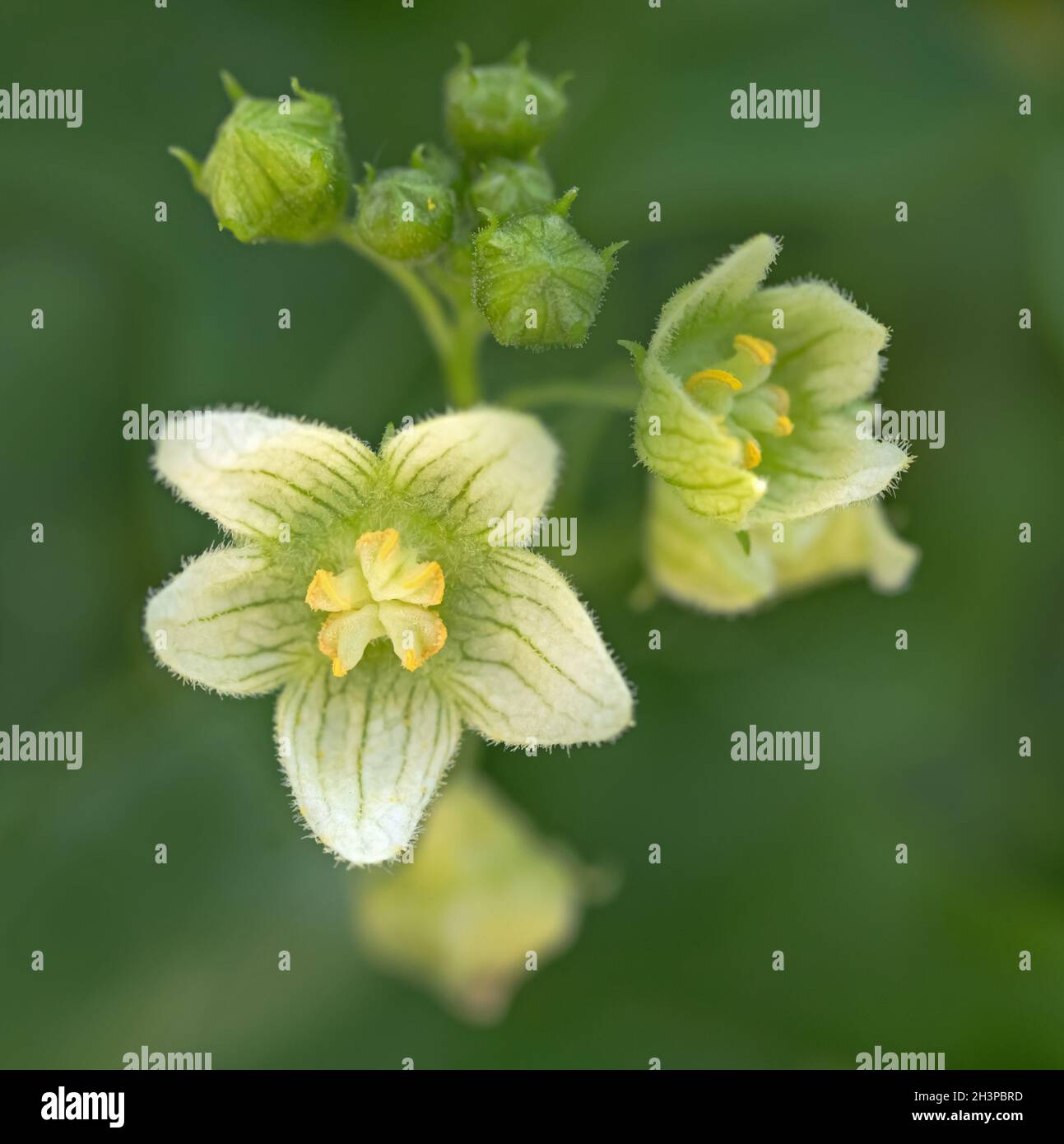 Bryonia dioica hi-res stock photography and images - Alamy