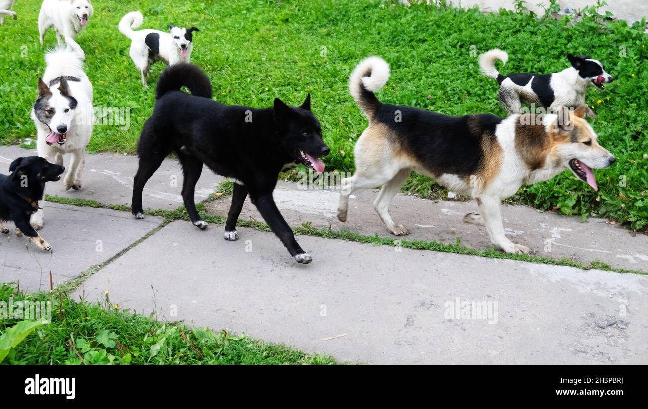 Pack of stray dogs in a village on a green lawn Stock Photo - Alamy