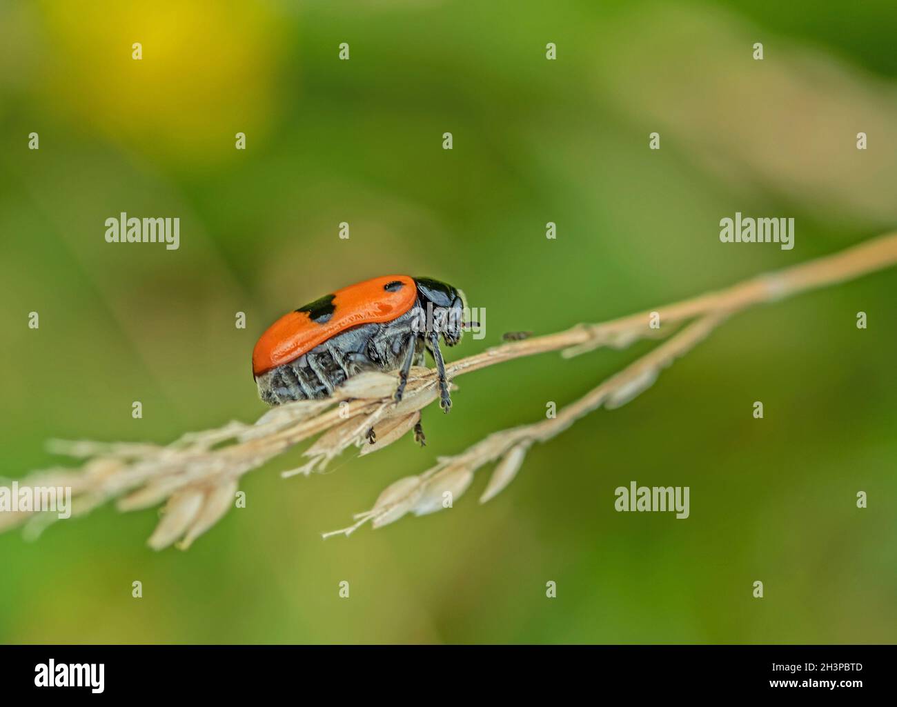 Ant bag beetles hi-res stock photography and images - Alamy