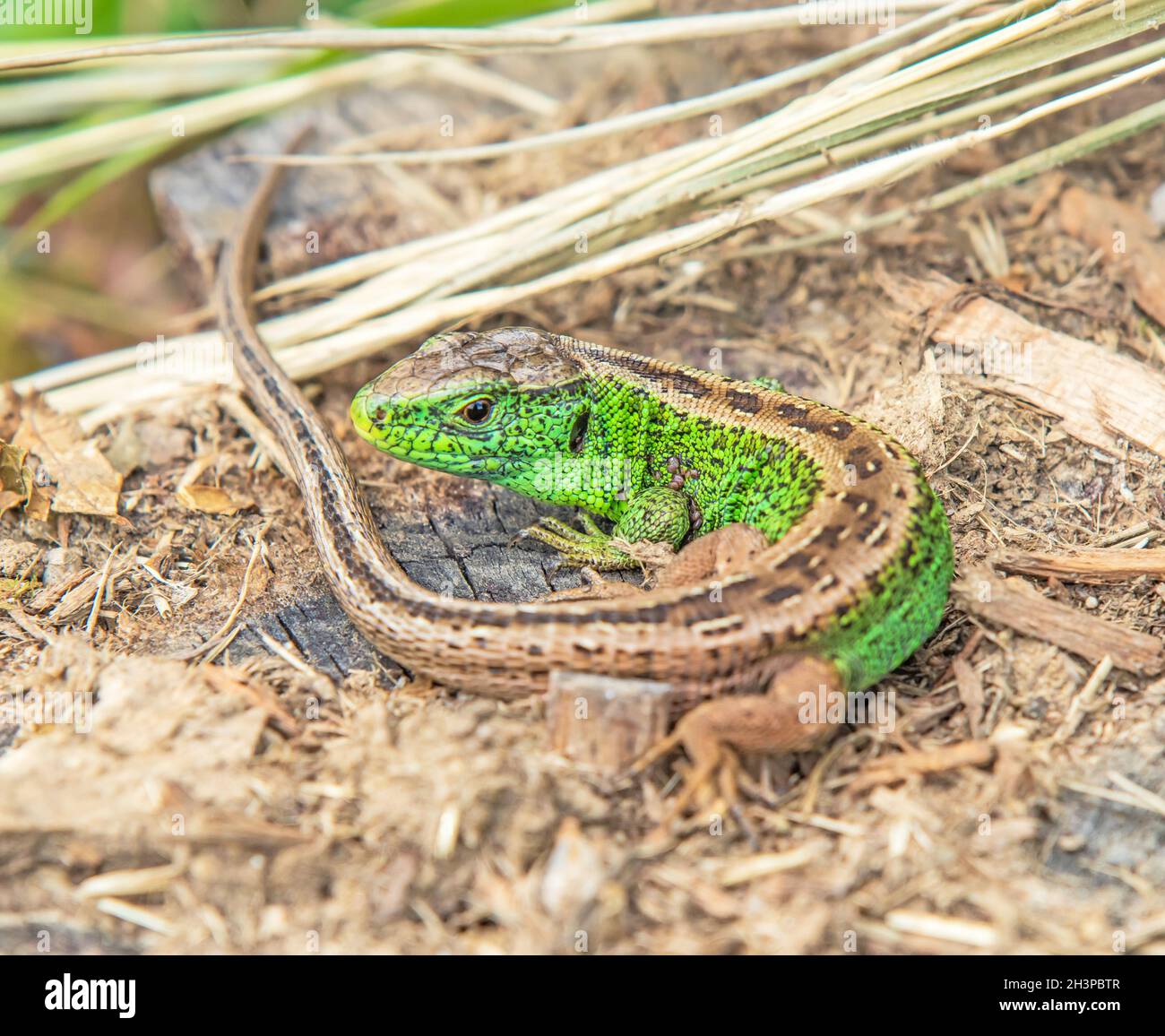 Sand lizard 'Lacerta agilis' male Stock Photo - Alamy