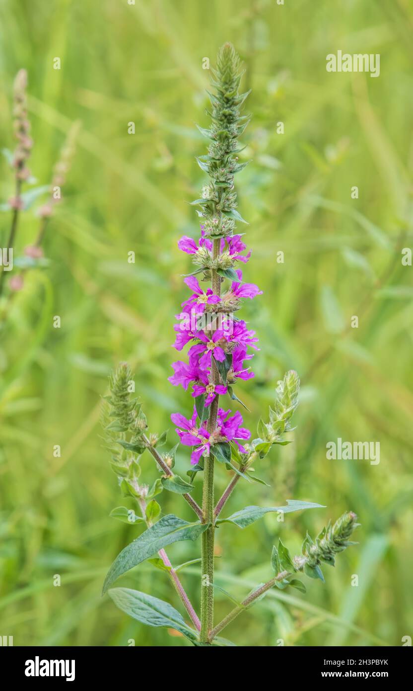 Purple loosestrife 'Lythrum salicaria' Stock Photo - Alamy