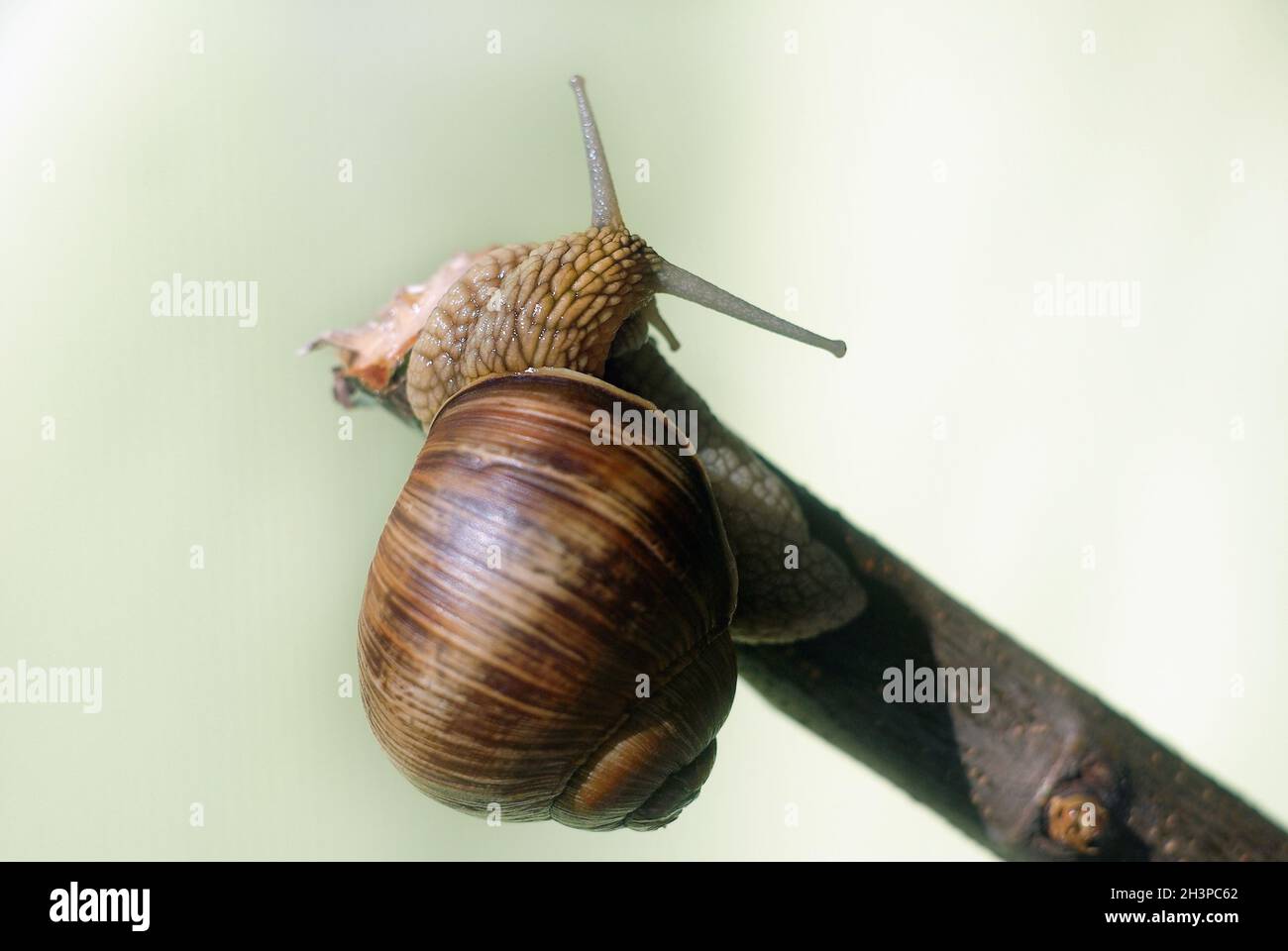 Macro snail photography hi-res stock photography and images - Alamy
