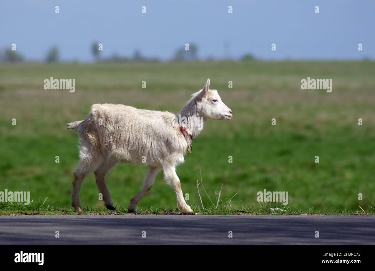 Hornless hi-res stock photography and images - Alamy