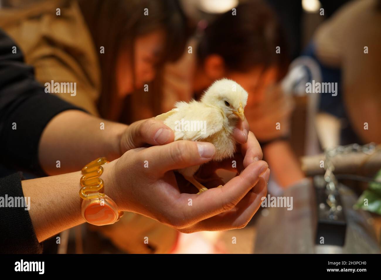 Cute chick image Stock Photo - Alamy