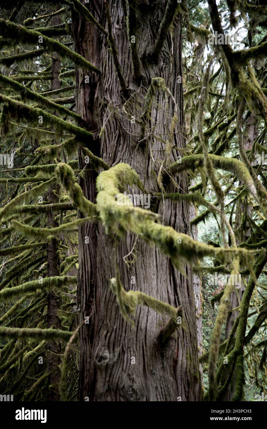 Moss Covered Cedar trees Stock Photo - Alamy