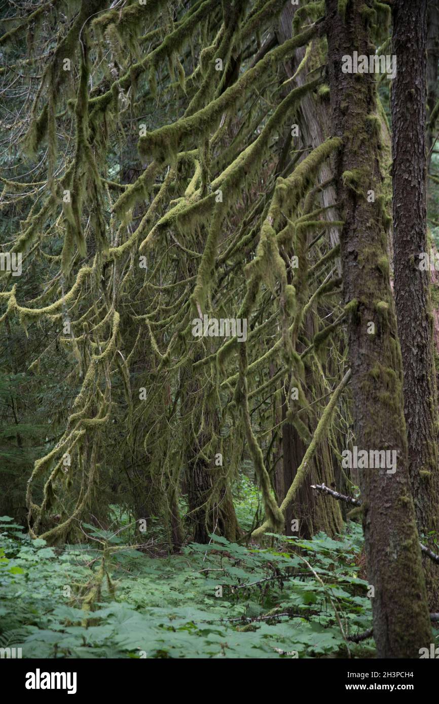 Moss Covered Cedar trees Stock Photo - Alamy