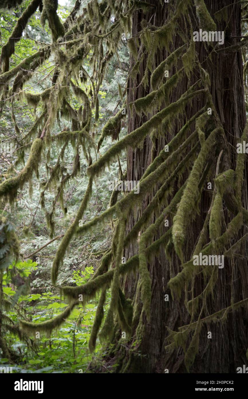 Canadian Moss High Resolution Stock Photography and Images - Alamy