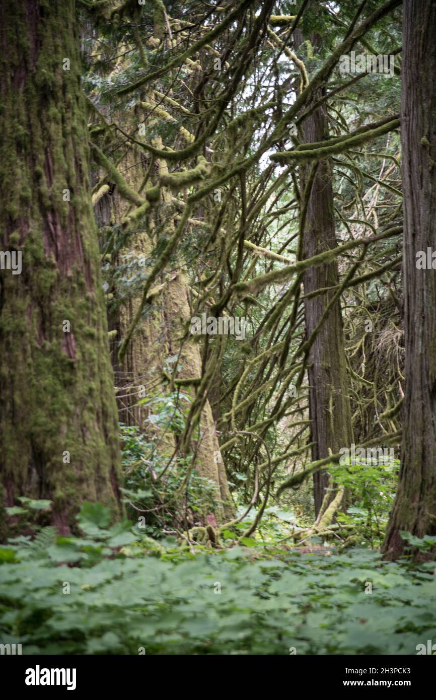 Moss Covered Cedar trees Stock Photo - Alamy