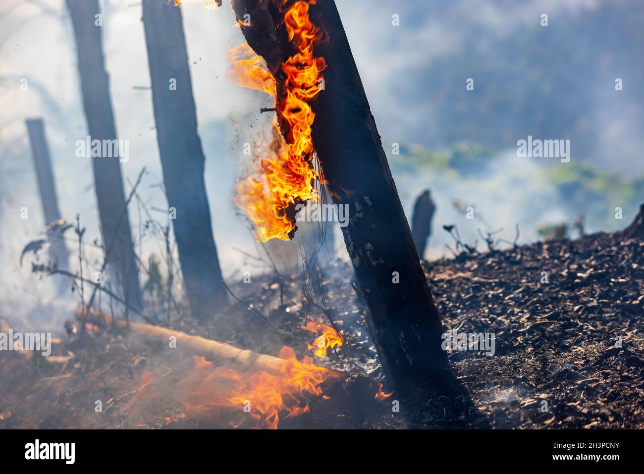 Forest fire burning into orchard Stock Photo - Alamy