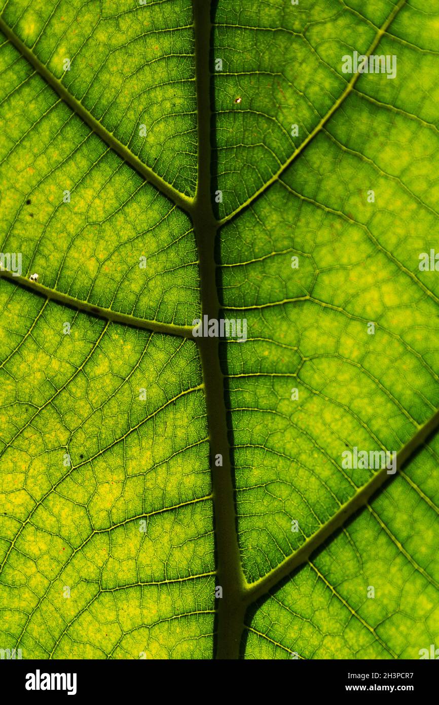 Closeup green leaf hi-res stock photography and images - Alamy