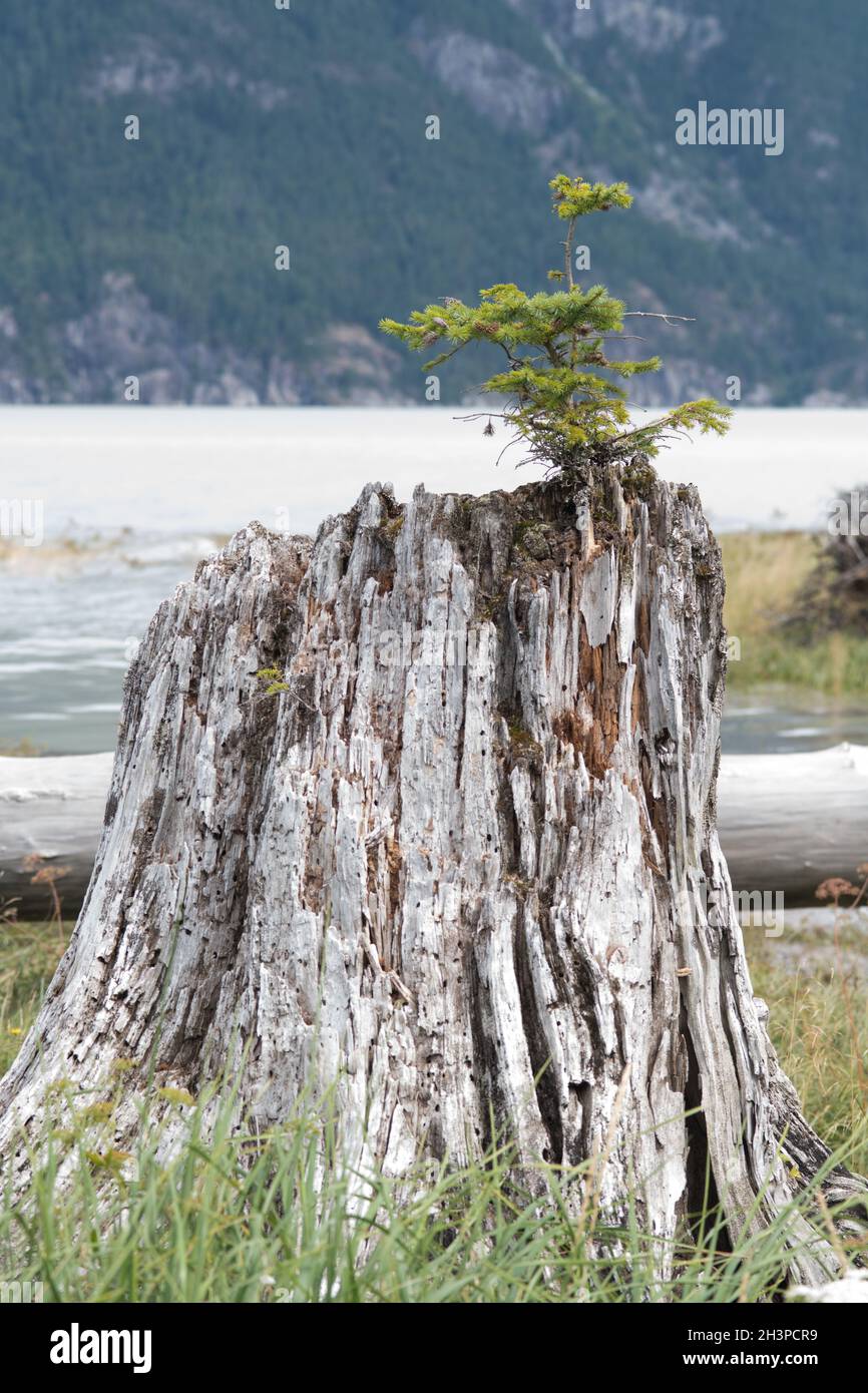 Anew to hi-res stock photography and images - Alamy