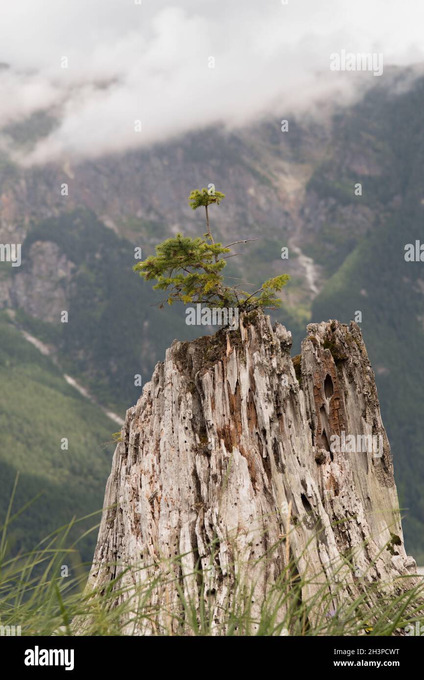Bella Coola Bay Stock Photo - Alamy