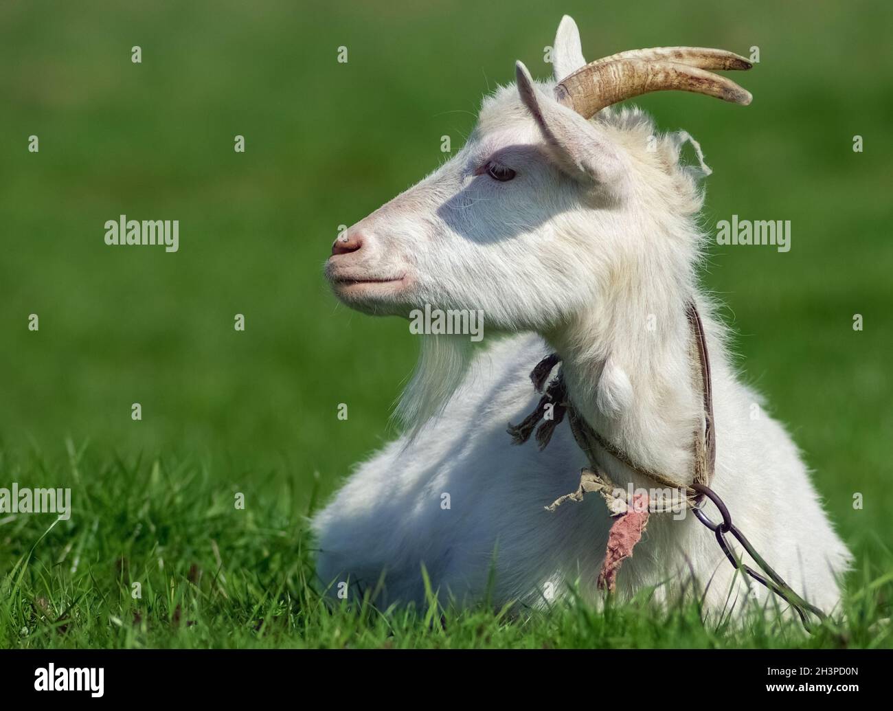 Goat in the meadow Stock Photo - Alamy