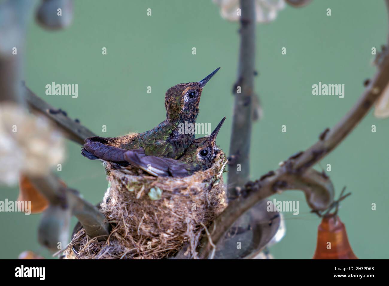Ruby throated hummingbird nest hi-res stock photography and images - Alamy