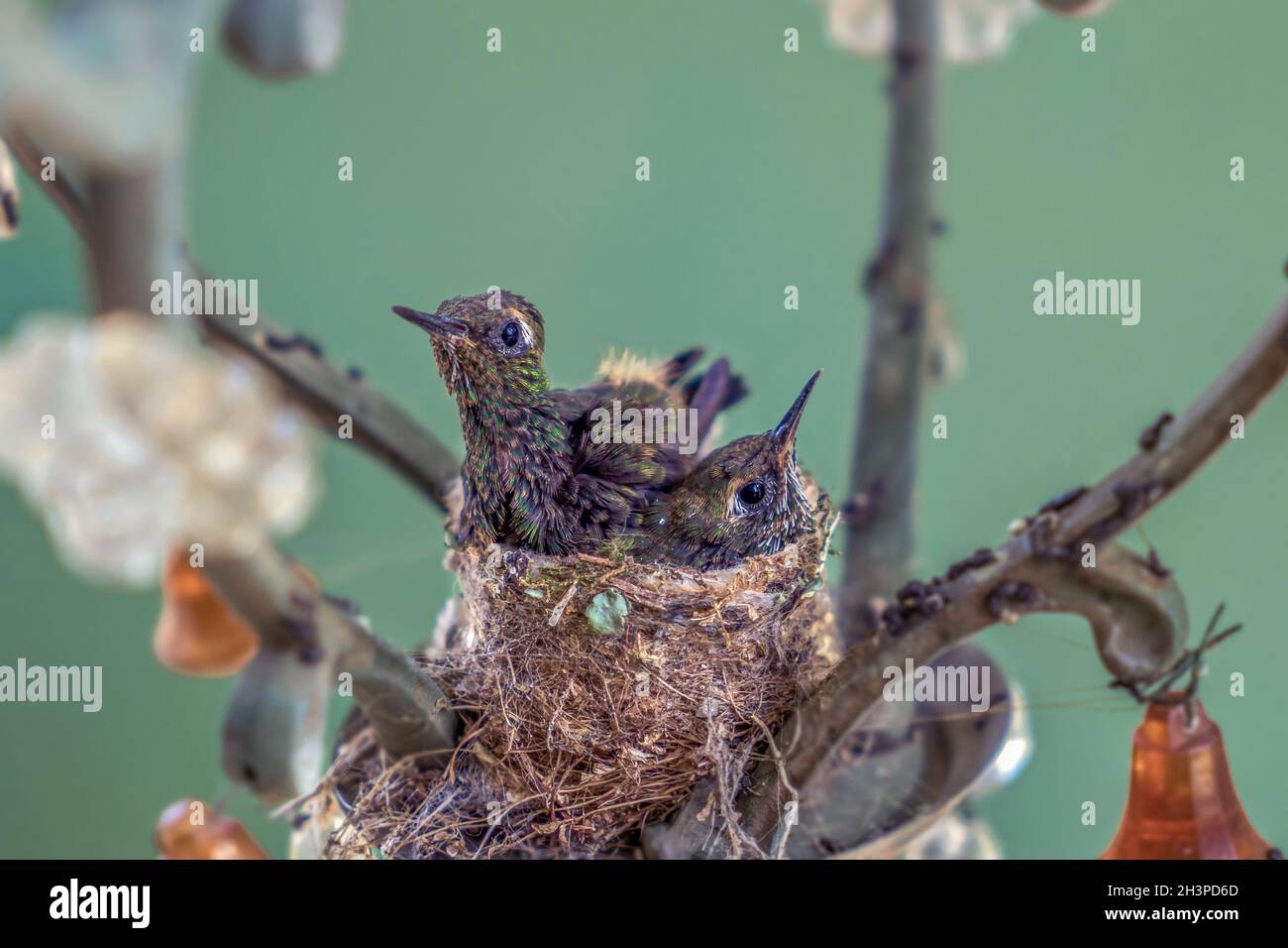 Baby hummingbird in nest hi-res stock photography and images - Alamy