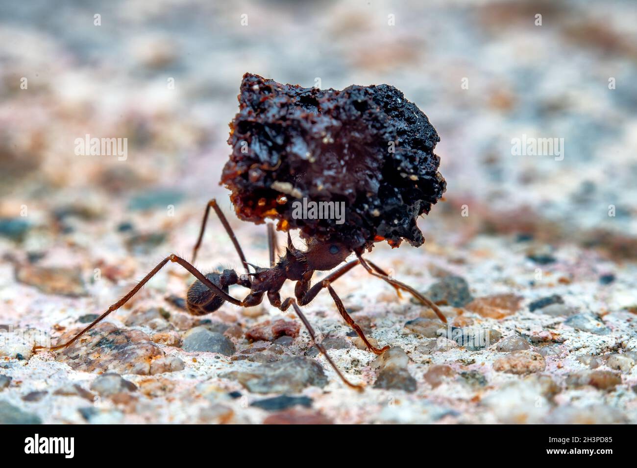 Leaf cutter ants Stock Photo - Alamy