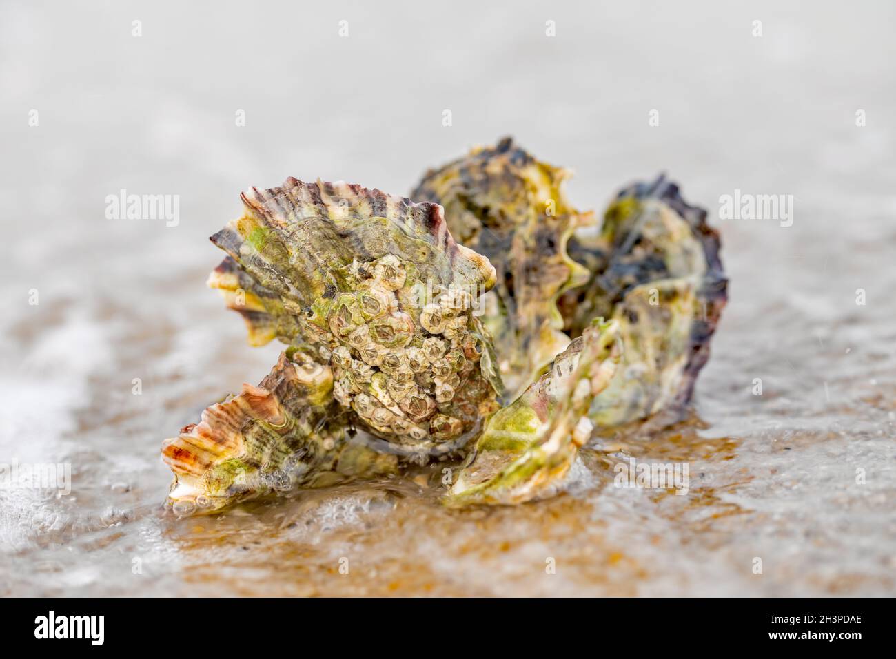 Mussel shapes hi-res stock photography and images - Alamy