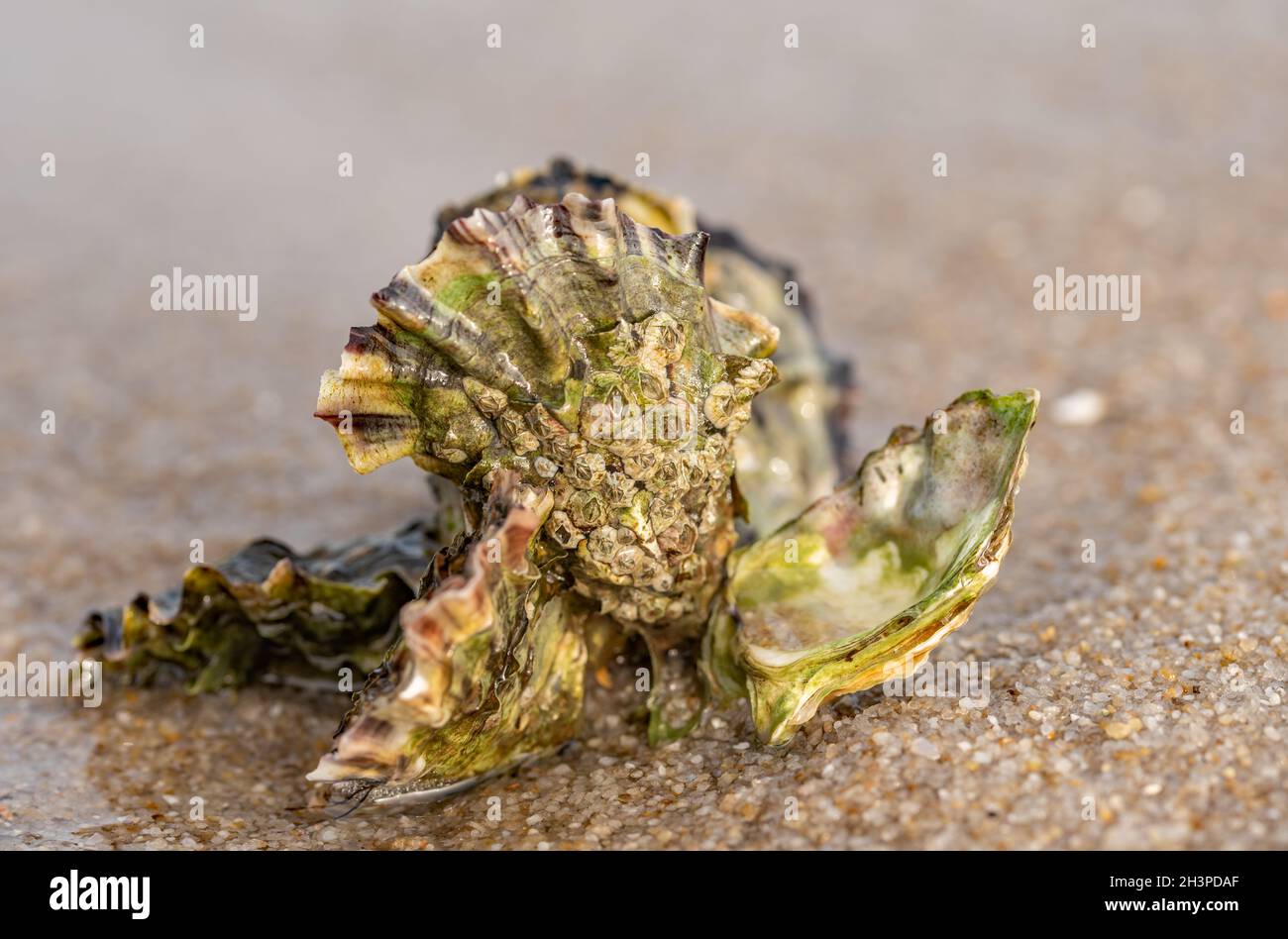 North sea mussels hi-res stock photography and images - Alamy