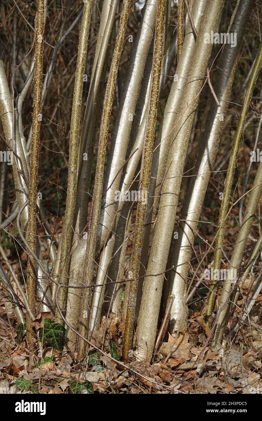 Hazel wood hi-res stock photography and images - Alamy