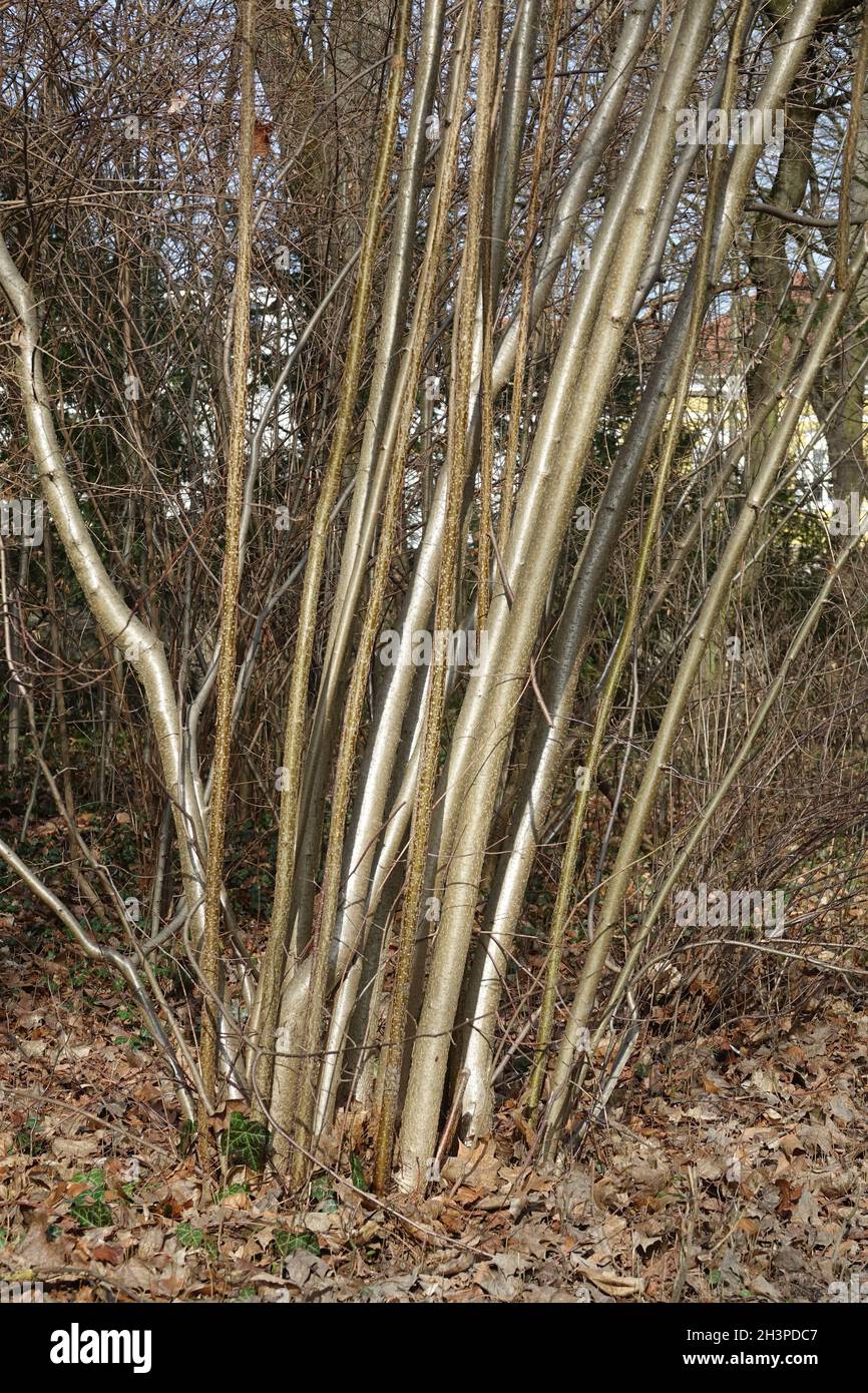 Corylus avellana, hazel, wood Stock Photo - Alamy