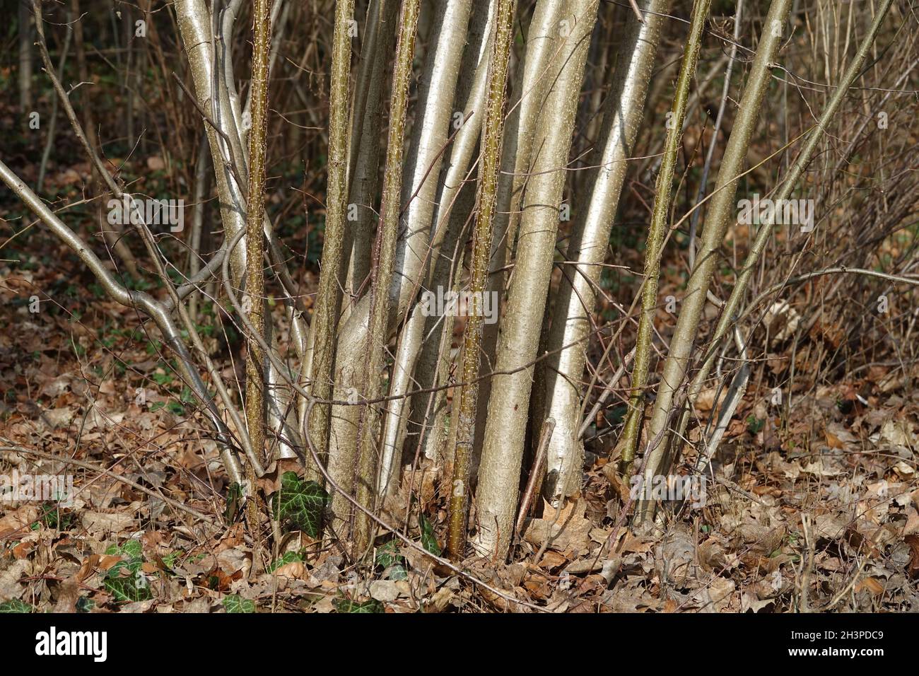 Hazel wood hi-res stock photography and images - Alamy