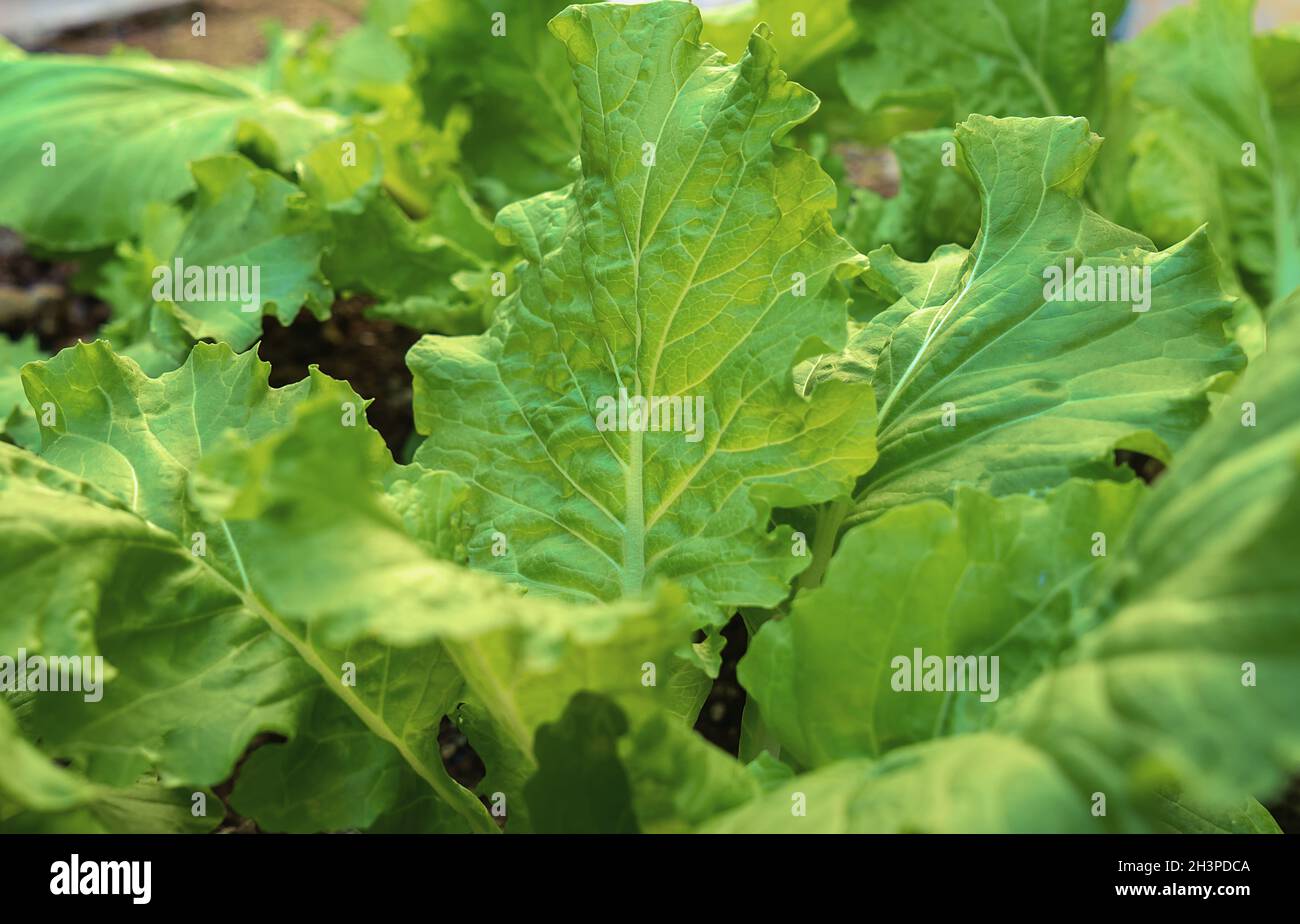 Lettuce plant hi-res stock photography and images - Alamy