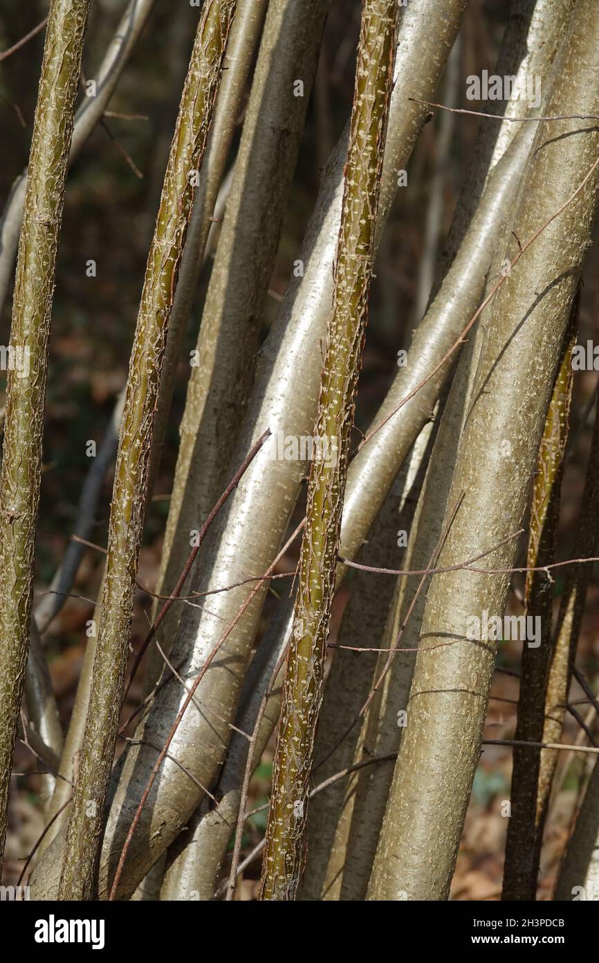 Corylus avellana, hazel, wood Stock Photo - Alamy