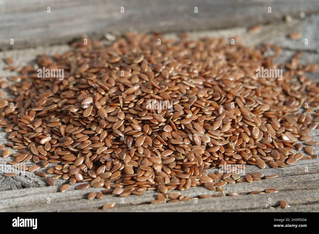 Linum usitatissimum, flax, seeds Stock Photo - Alamy